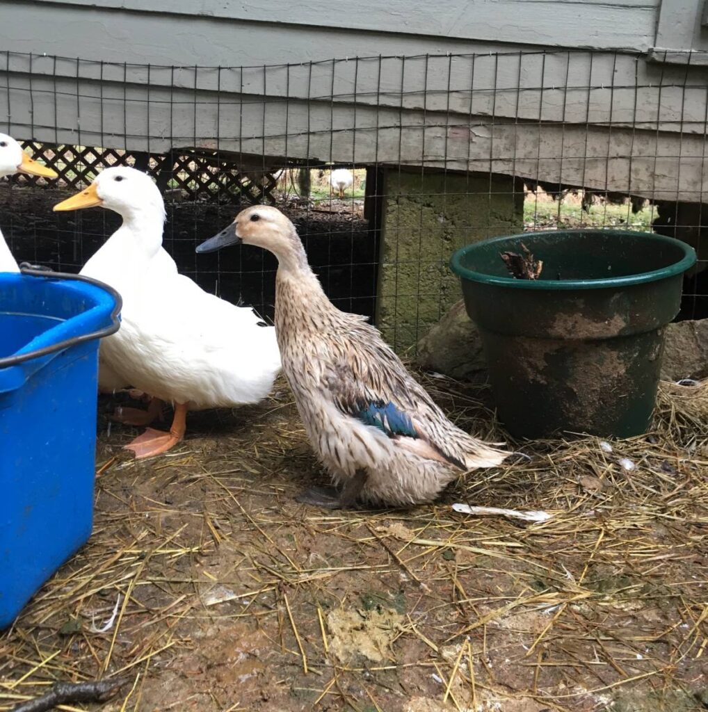 Ascites: Treating Duck Water Belly - Backyard Poultry